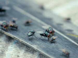 Costa Rica dispersa millones de moscas